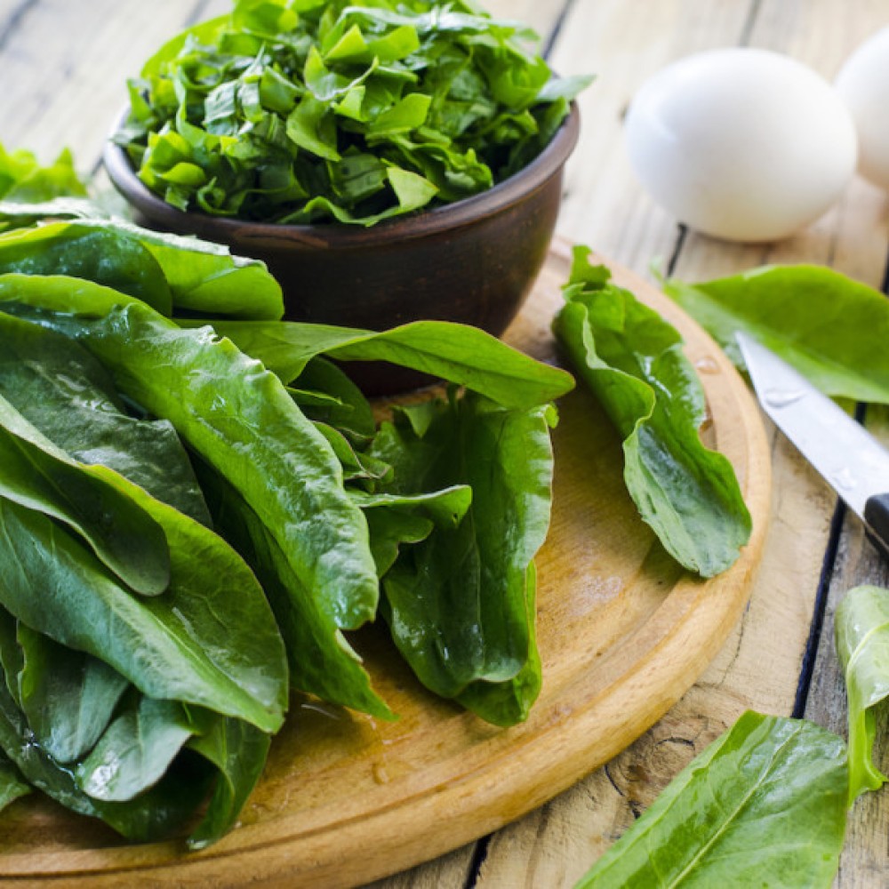 Green Vein Sorrel Seeds