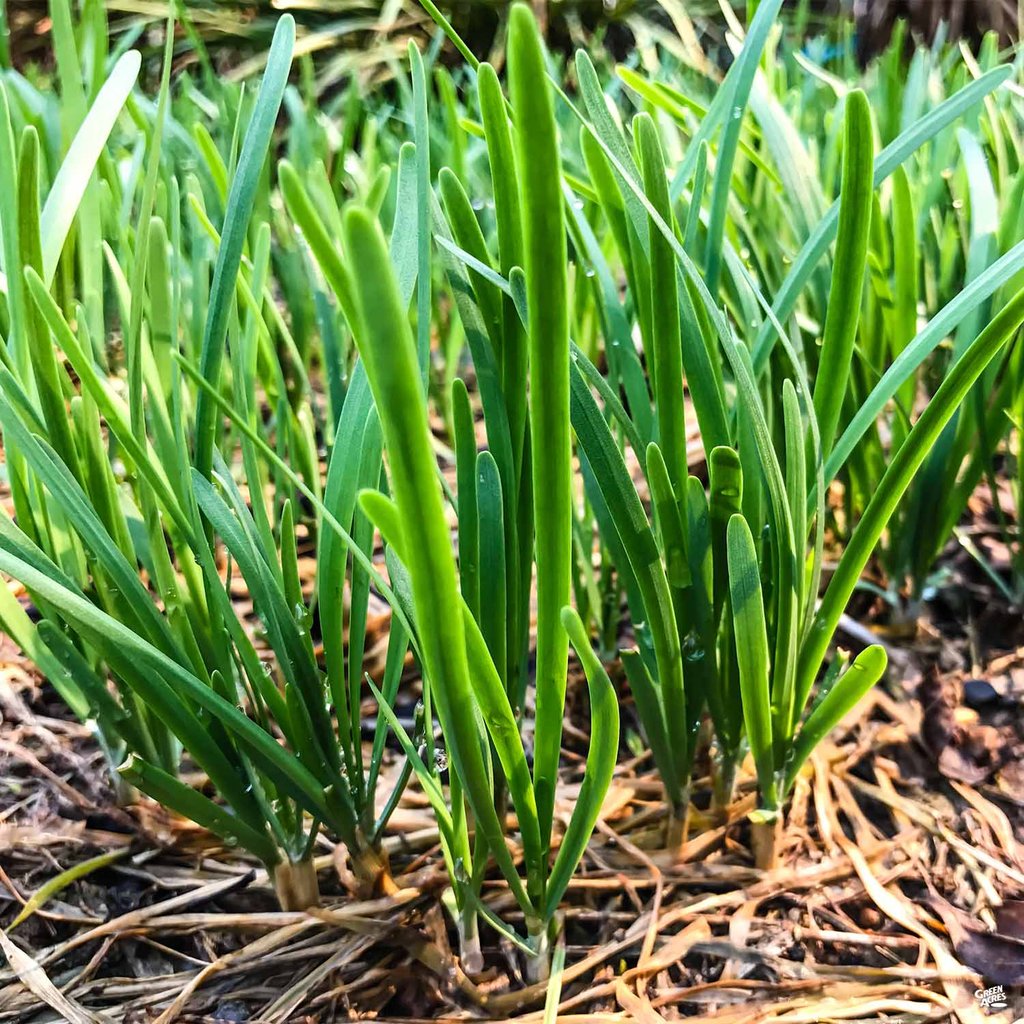 Garlic Chives Seeds