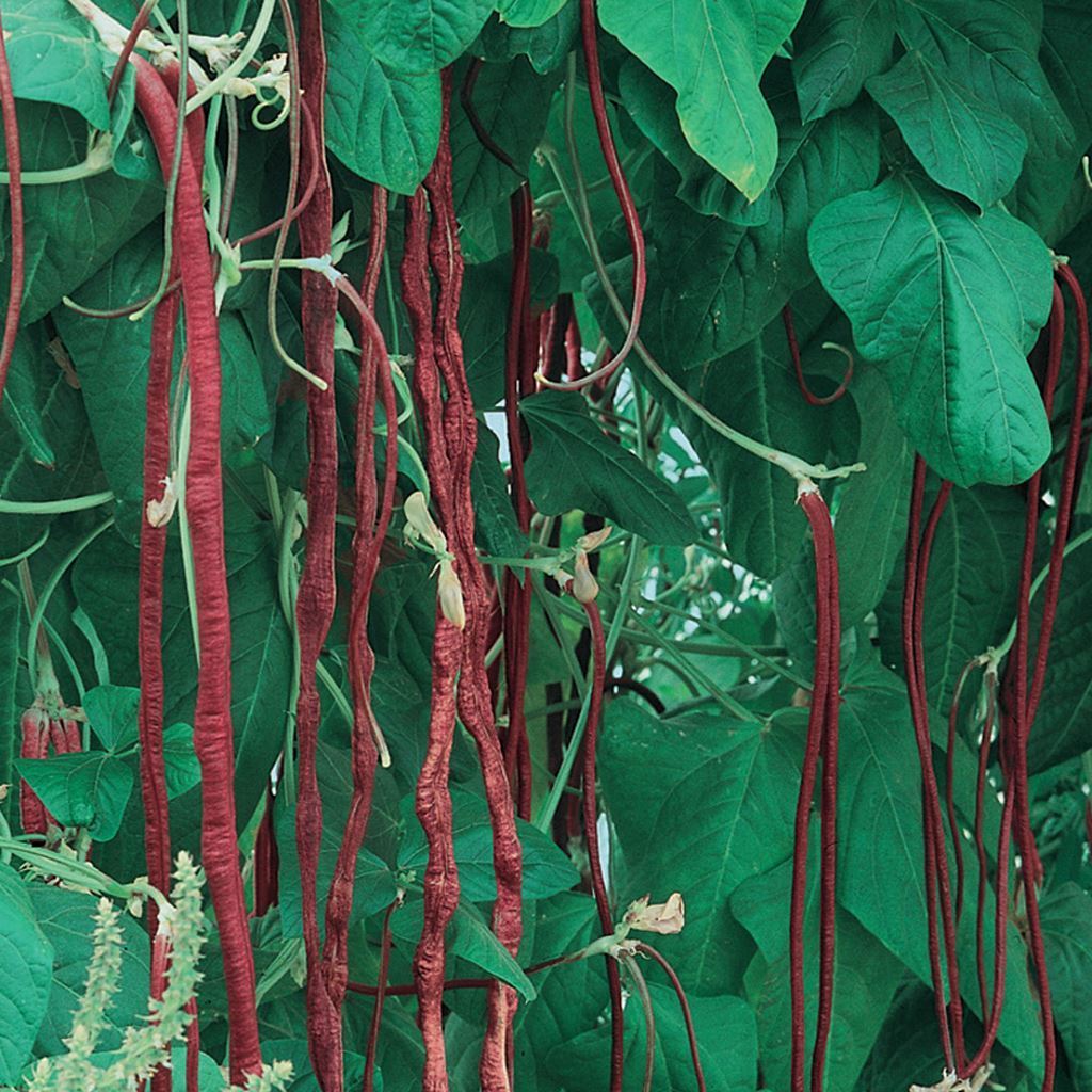 Red Long Bean Yardlong Bean Seeds