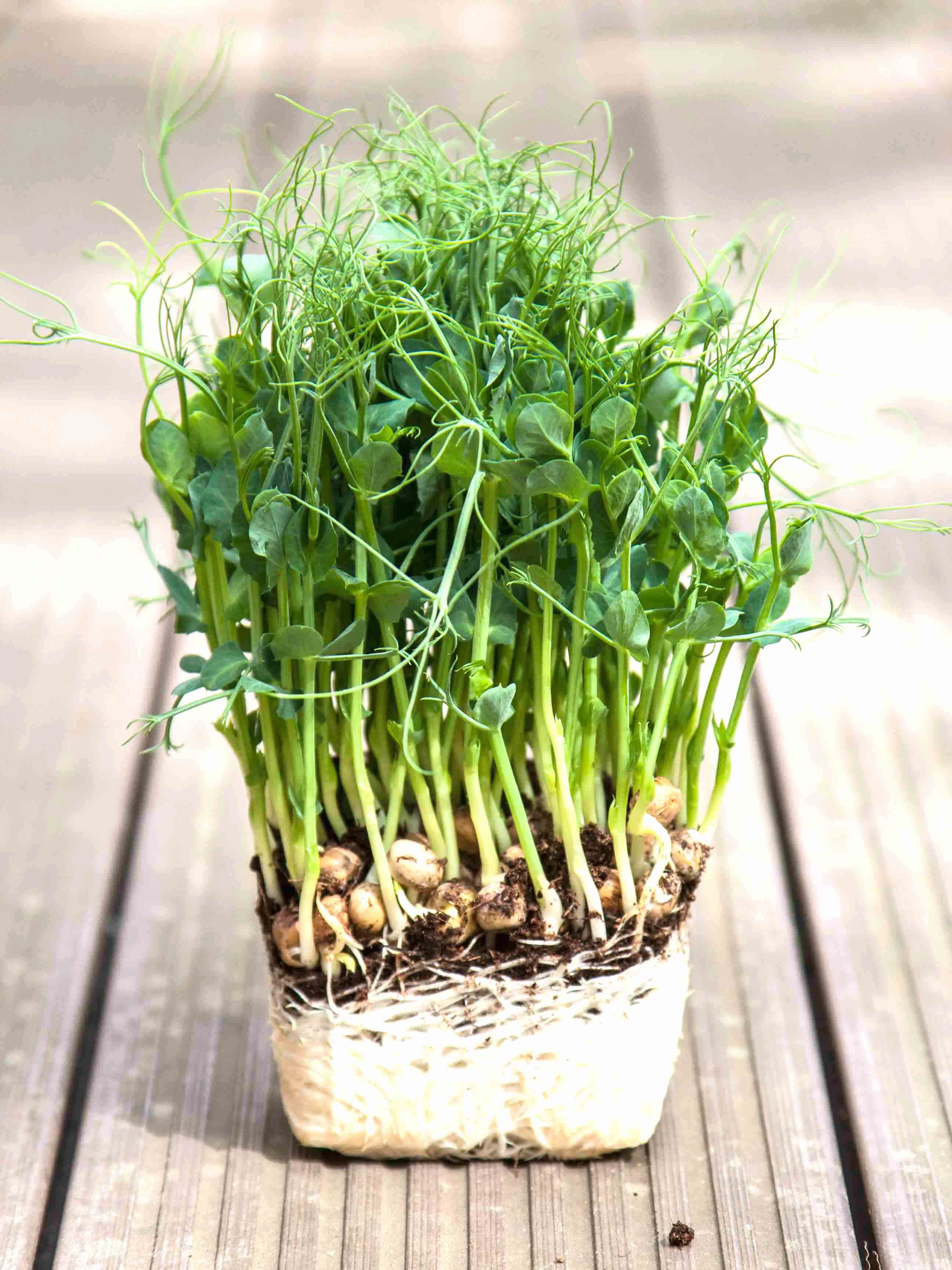 Speckled Pea Microgreen Seeds