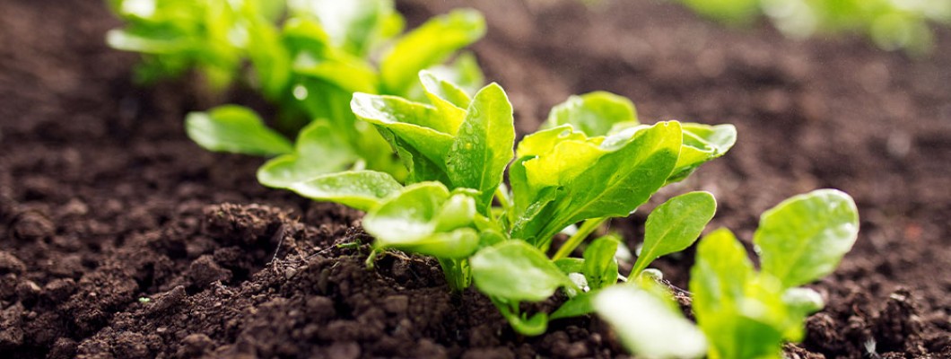 Top 30 principles to build a healthy garden